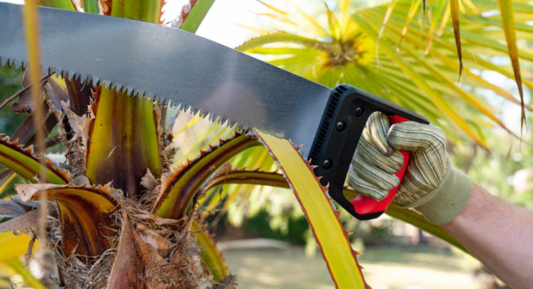 Trimming Palm Trees - Expert Care Tips & Techniques