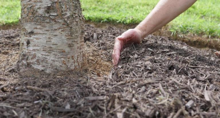 How Does Mulch Help Trees? Tips for Healthy Growth