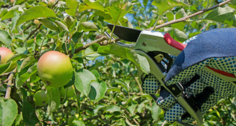 5 steps for Pruning fruit Trees: A Comprehensive Guide